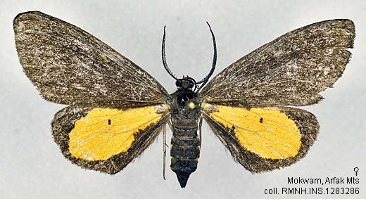 Papua Insects Foundation (Lepidoptera/Geometridae(Ennominae)/Ctimene ...